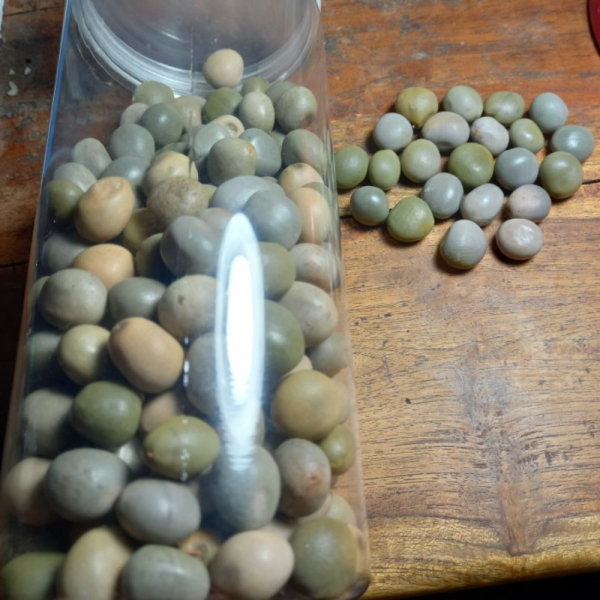 Jual buah bambu alam langka antik atau buah P U S E R bumi atau buah ...