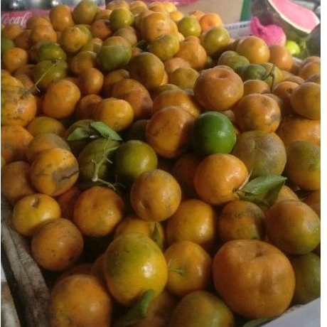 Jual jeruk medan kecil | Shopee Indonesia