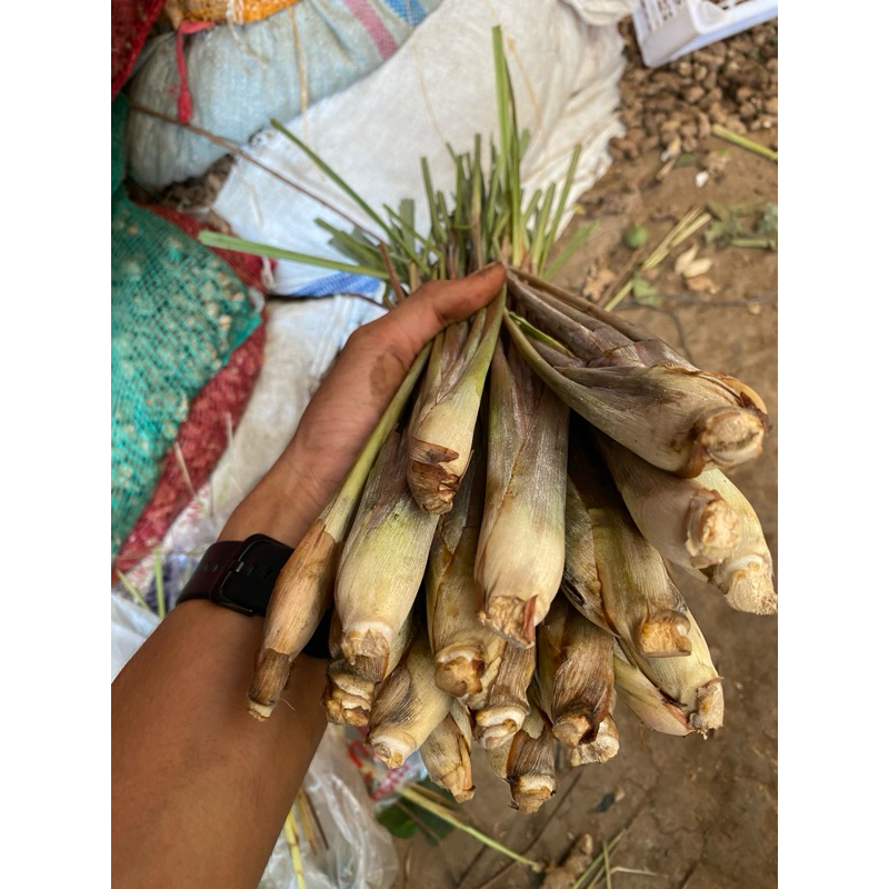 Jual sereh segar 1kg | Shopee Indonesia