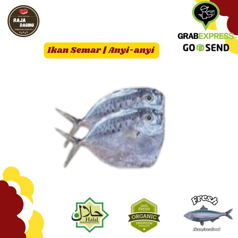 Jual IKAN ANYI-ANYI/IKAN BAGONG/IKAN SEMAR/IKAN ETEM FRESH 1kg | Shopee ...