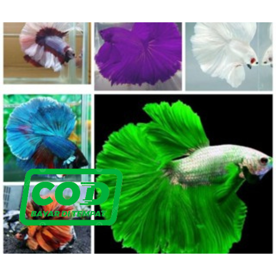 Jual HIASAN AQUARIUM ISI 5 EKOR CUPANG HM DEKORASI AKUARIUM | Shopee ...