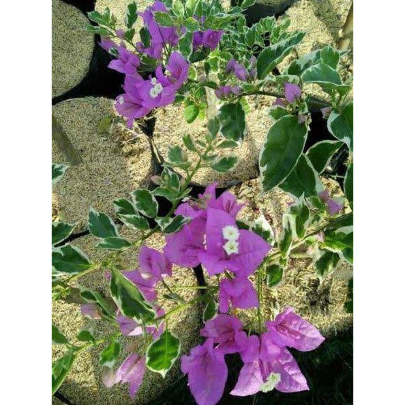 Jual Bougenville varigata bunga ungu/putih sudah bunga Size besar ...