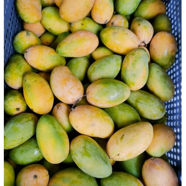 Jual mangga podang (mangga pisang) | Shopee Indonesia