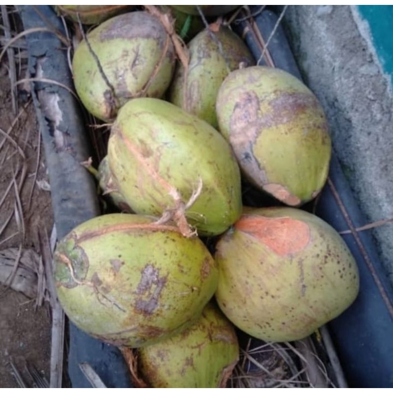 Jual Kelapa WULUNG, ASLI Tua Kiring Pilihan utk Bakal Bibit, cepat ...
