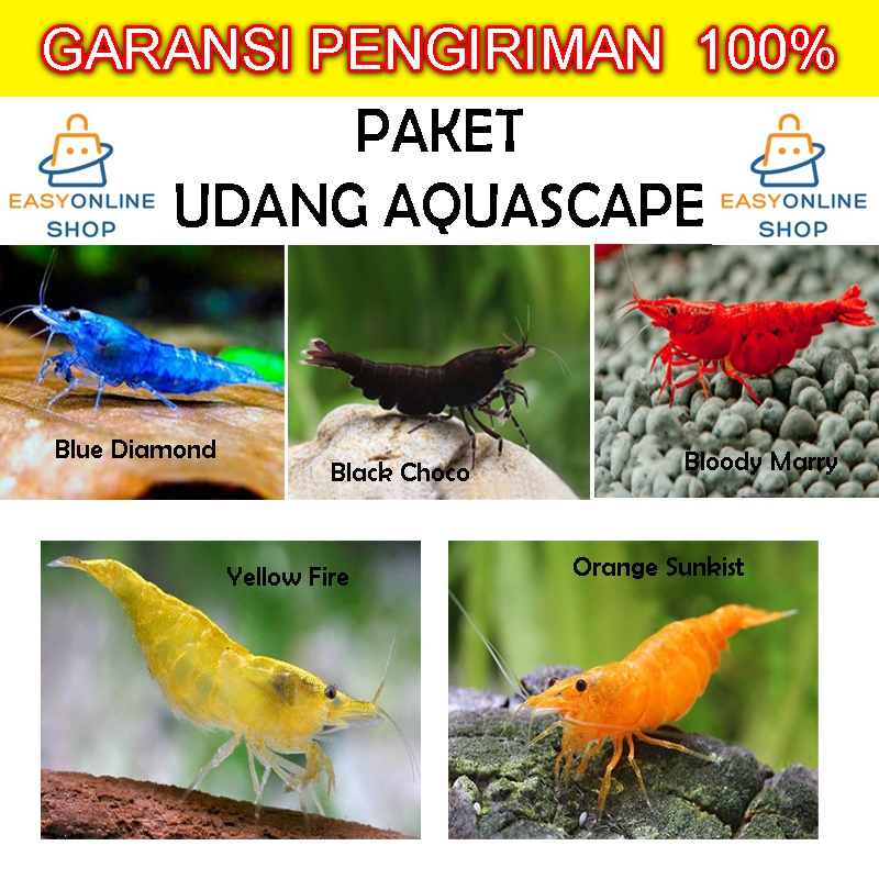Jual Paket Udang Hias Aquascape Warna Warni Shopee Indonesia