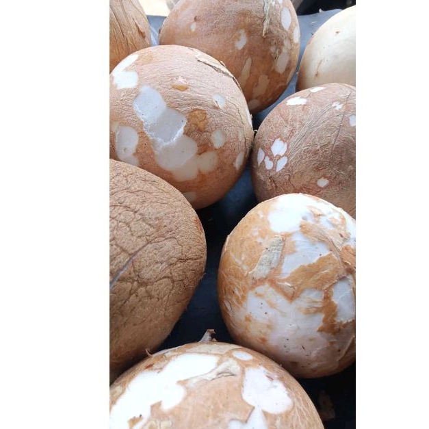 Jual KELAPA PARUT | kelapa parut per butir | kelapa parut bandun ...