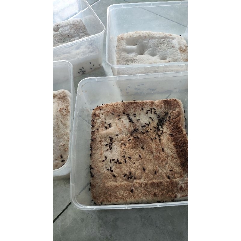 Jual SEMUT JEPANG(SIAP TERNAK/ SEBAGAI PENGOBATAN) | Shopee Indonesia