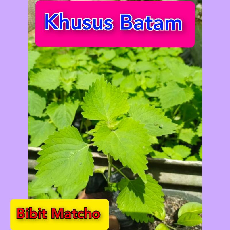 Jual Tanaman Bibit matcho/matco kalimantan/herbal(Khusus Batam ...