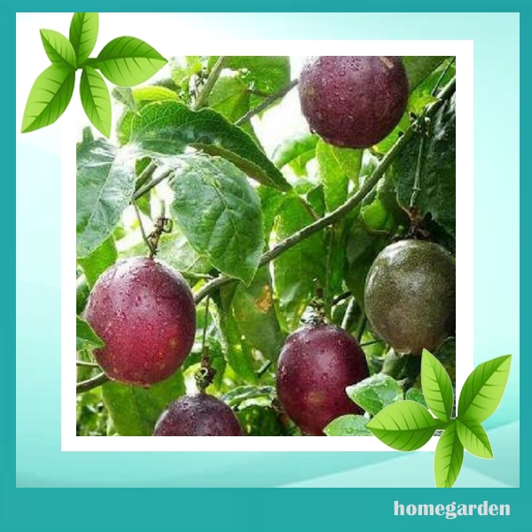 Jual Homegarden Benih Markisa Ungu Asam Manis Berkualitas Bibit Tanaman Buah Unggul Biji Markisa ...