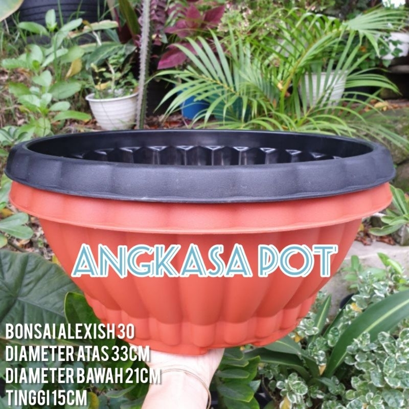 Jual Pot bunga BONSAI ALEXISH DELIMA 30 Pot bonsai bulat besar - Merah ...