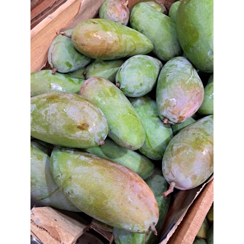 Jual mangga kojay/mangga thailand | Shopee Indonesia