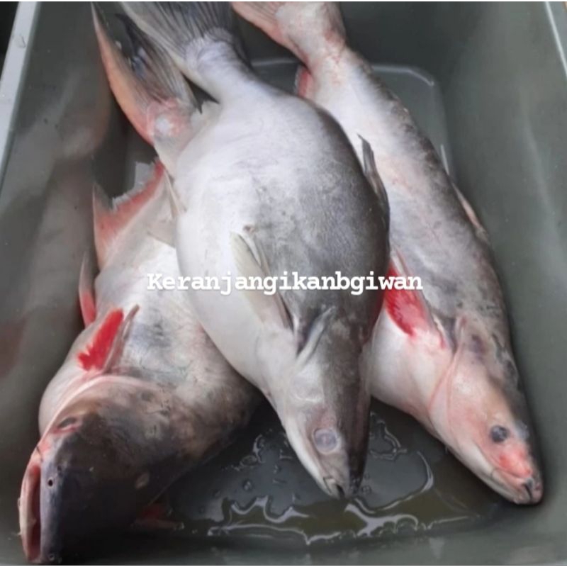 Jual Ikan patin merah segar 1kg isi 2/3 free dibersihkan gratis minyak ...