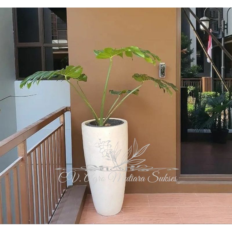 Jual pot minimalis kapsul tinggi D25T65 | Shopee Indonesia