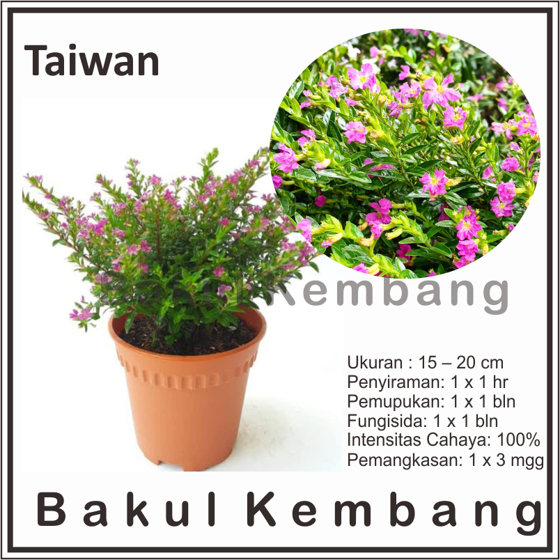 Jual Taiwan Beauty berbunga (Cuphea Hisssopifolia ) - Tanaman Hias ...
