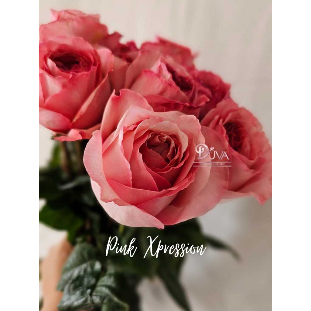 Jual Bunga Potong/Bunga Segar/Fresh Flower Rose Import Pink ...