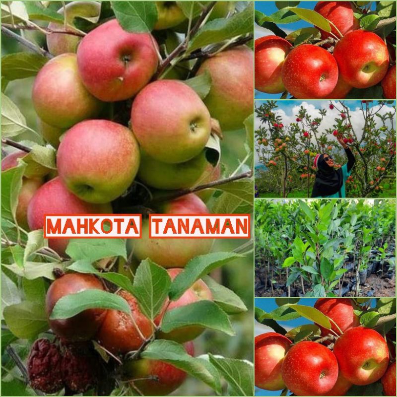 Jual Bibit Apel Fuji Merah Cangkok Cepat Berbuah | Shopee Indonesia