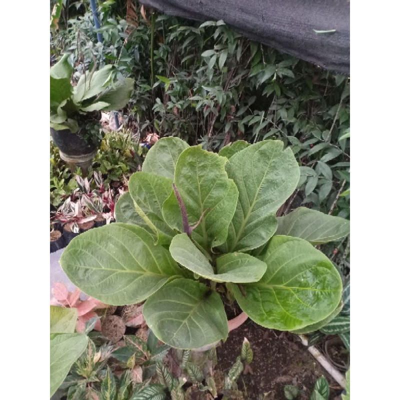 Jual ANTHURIUM JEMANI JOSS | Shopee Indonesia