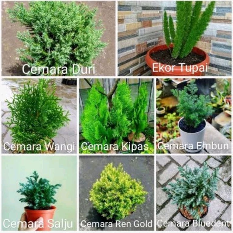Jual Bunga Cemara Hidup | Shopee Indonesia