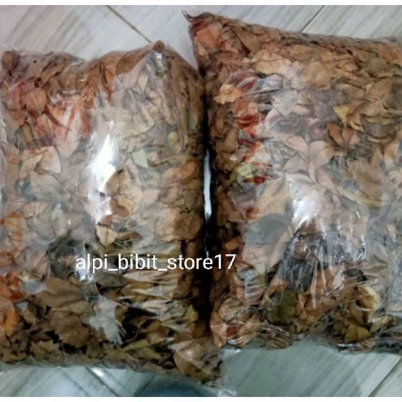 Jual Jual daun gaharu kering obat herbal 2 Pcs | Shopee Indonesia