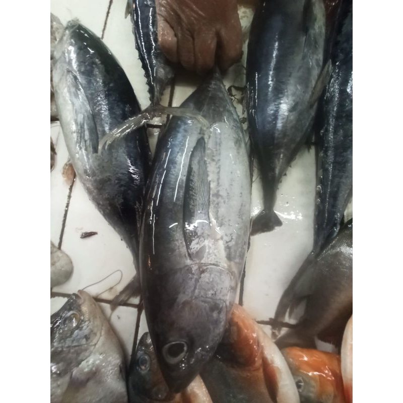 Jual ikan tongkol basah(fresh) | Shopee Indonesia
