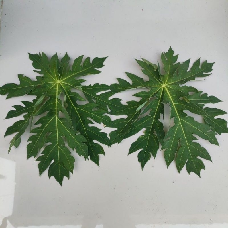 Jual Daun Pepaya Basah/Segar untuk obat DBD, sakit tenggorokan, MOHON ...