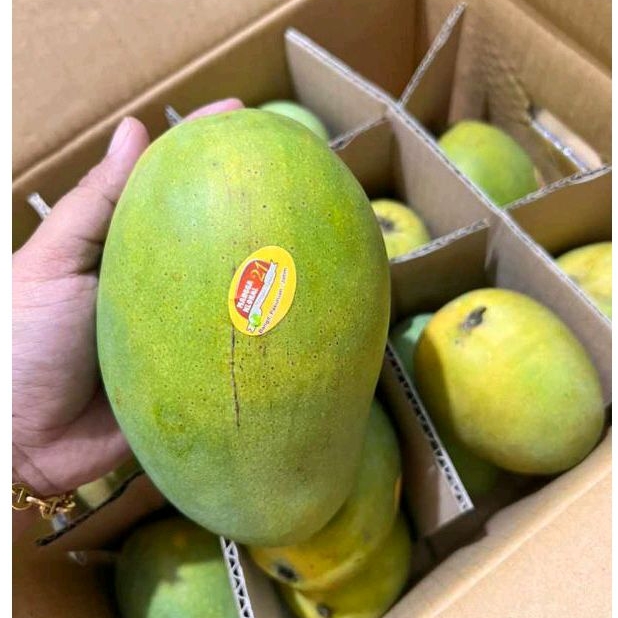 Jual Mangga Alpukat Bali, Mangga Termanis dengan Kadar Air Rendah per ...