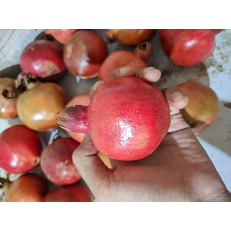 Jual Buah Delima Merah Fresh Ukuran Sedang 1kg | Shopee Indonesia
