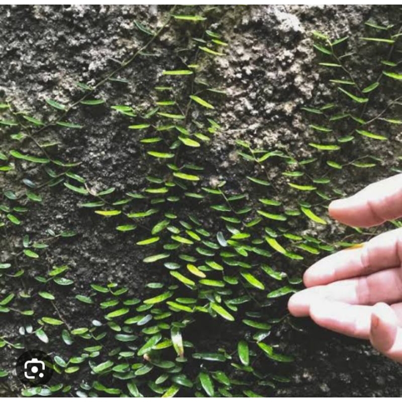 Jual ficus sp "panama" tanaman hias paludarium terarium vivarium ...