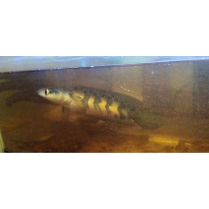 Jual Kebutuhan Aquarium || Channa Maru Red Barito 6-7cm | Shopee Indonesia