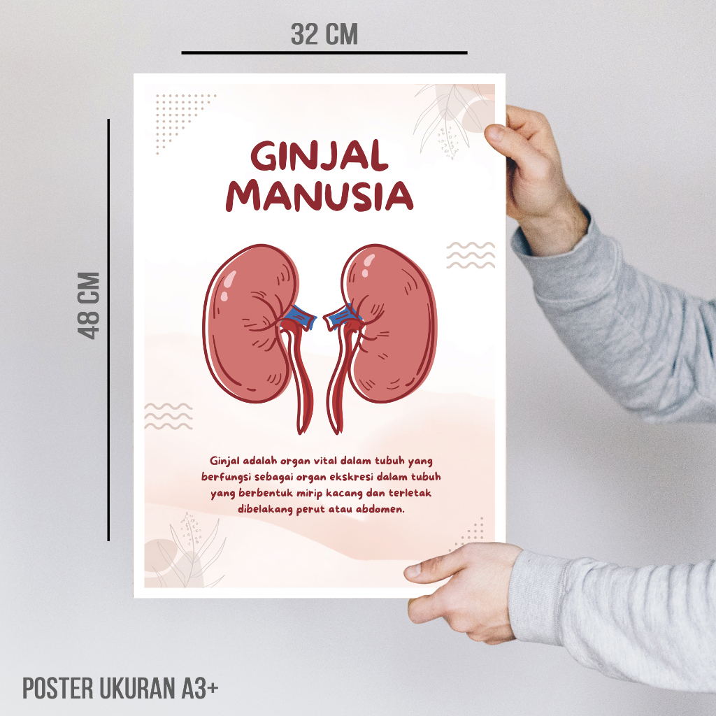 Jual Poster kesehatan organ ginjal manusia ukuran A3 plus | Shopee ...