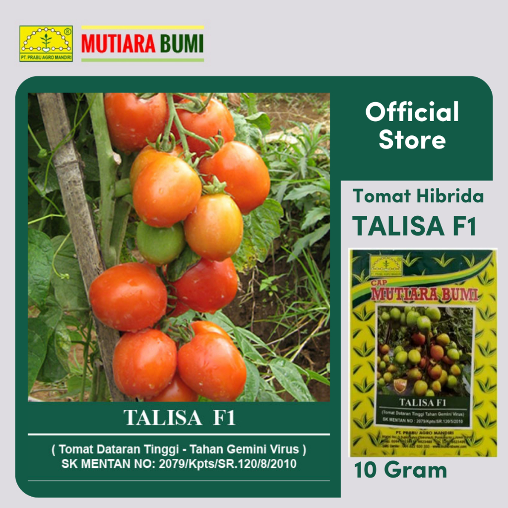Jual BENIH TOMAT DATARAN TINGGI TALISA F1 10 GRAM ISI 2800-3500 BIJI ...