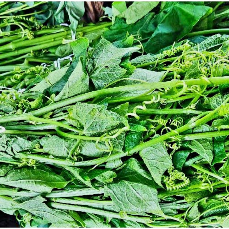 Jual Daun Pucuk Labu Siam/Daun Pucuk Waluh@200gram | Shopee Indonesia
