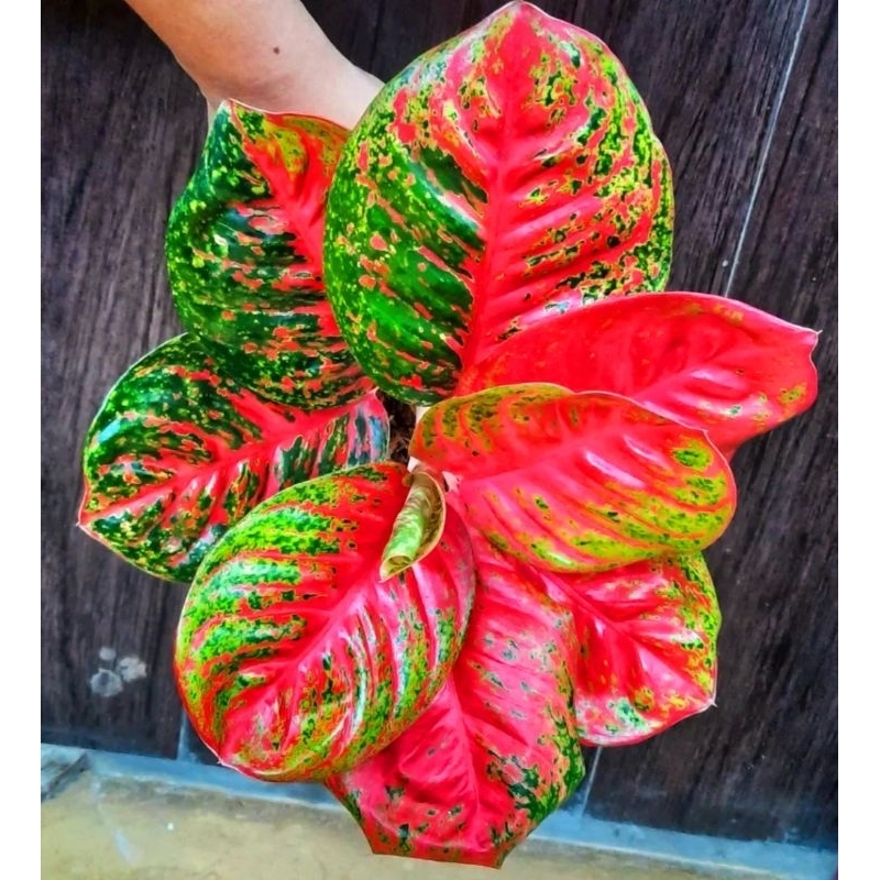 Jual Wulandari Aglonema Wulandari Merah Mutasi Tanaman Hias Aglonema ... Jual Wulandari Aglonema Wulandari Merah Mutasi Tanaman Hias Aglonema ...