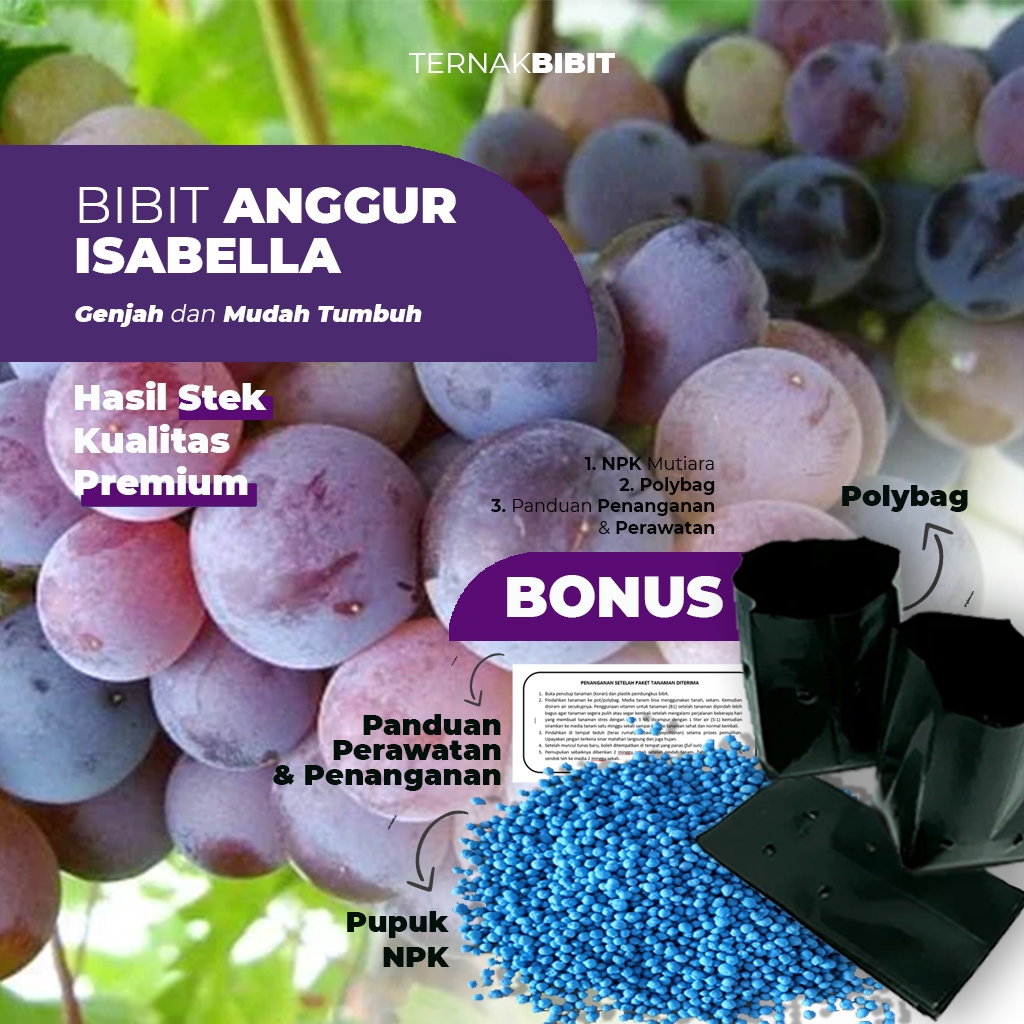 Jual TERNAKBIBIT - Bibit Anggur Isabella Super Unggul Kualitas Premium ...