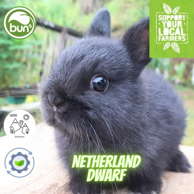 Jual Kelinci Netherland dwarf mini ND hitam anakan | Shopee Indonesia