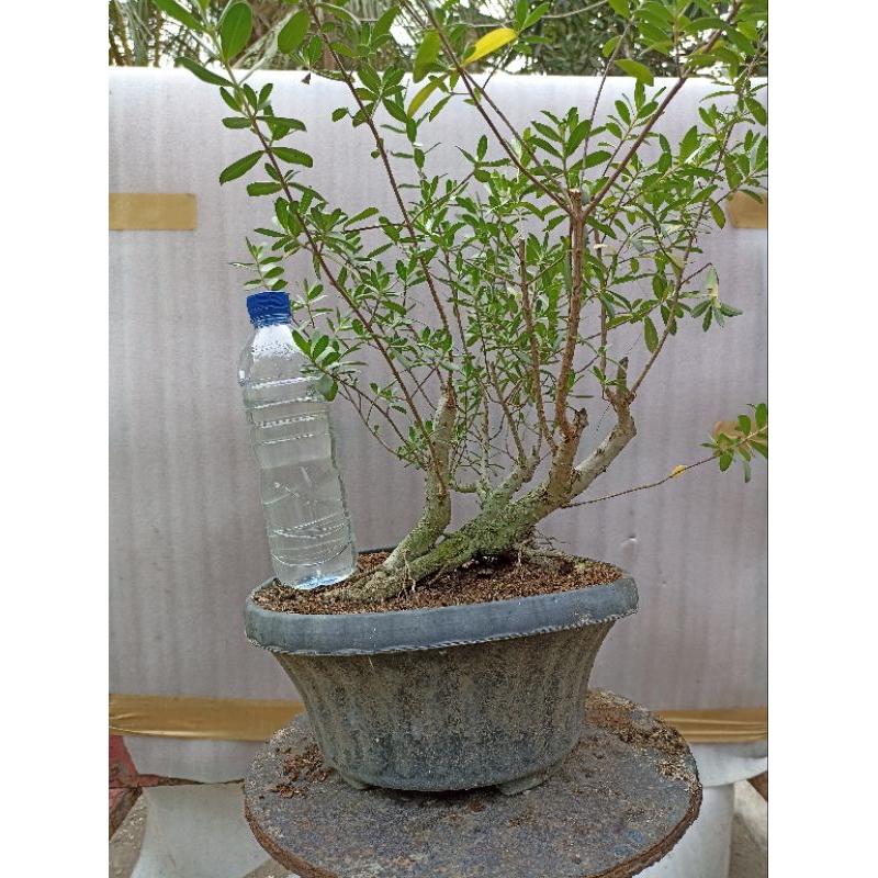 Jual Bonsai santigi/Bahan bonsai santigi | Shopee Indonesia
