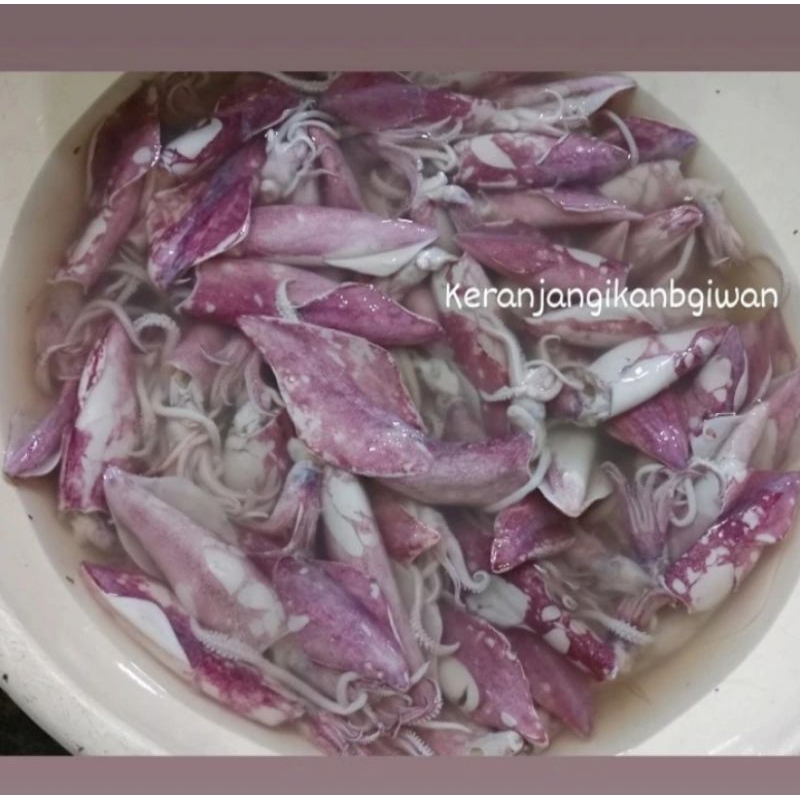 Jual Cumi bangka segar 1kg (bukan frozen) free dibersihkan gratis ...