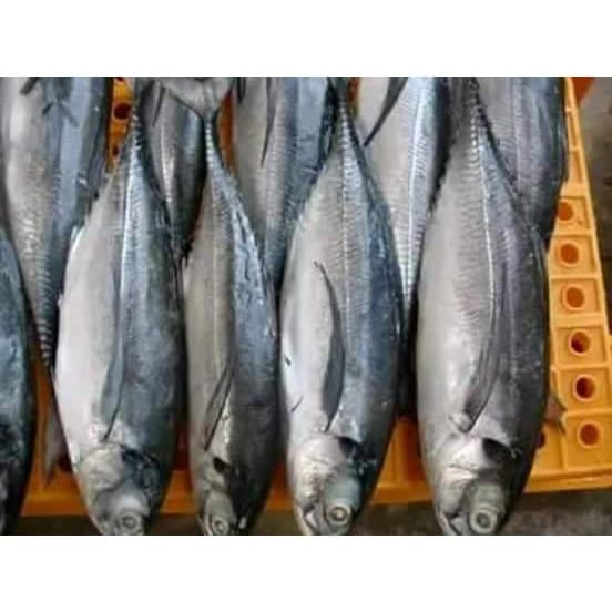 Jual Ikan tengkek frozen super 1 kg | Shopee Indonesia