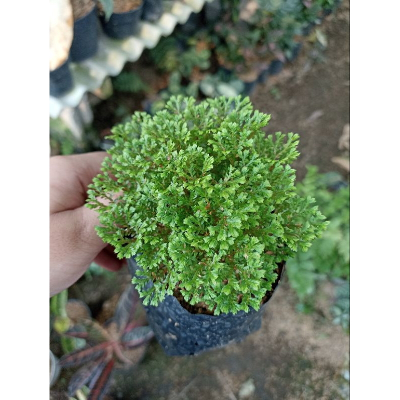 Jual Lumut Ambon | Shopee Indonesia