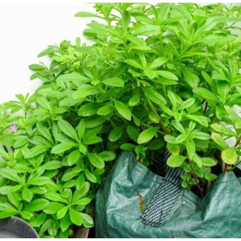 Jual Bibit Tanaman Ginseng Jawa Siap Tanam Per 1 Bibit Original ...
