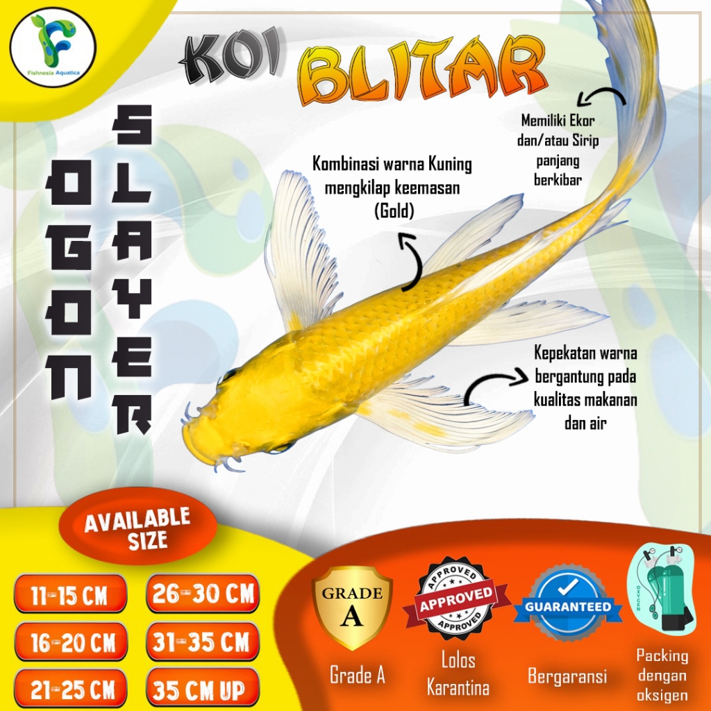 Jual Ikan Koi Blitar Ogon Slayer / Kuning Slayer / Gold Slayer Grade A ...