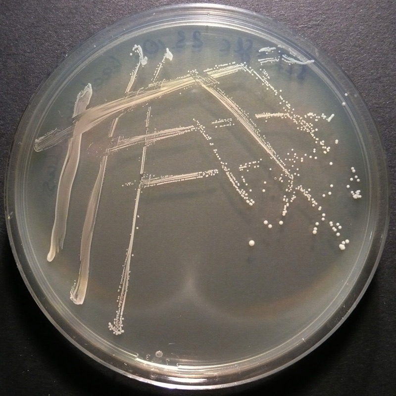 Jual Kultur Mikroorganisme Bakteri/Kapang/Khamir pada cawan petri ...