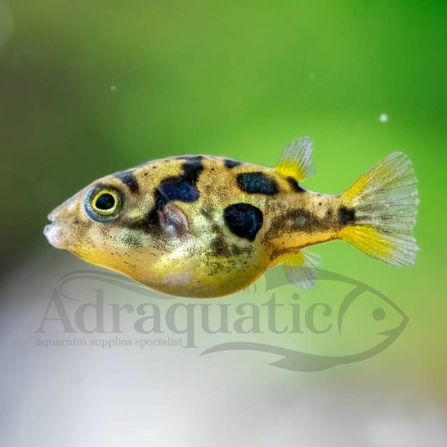 Jual (INSTANT BANDUNG) IKAN HIAS INDIAN PUFFER DWARF BUNTEL MINI BUNTAL ...