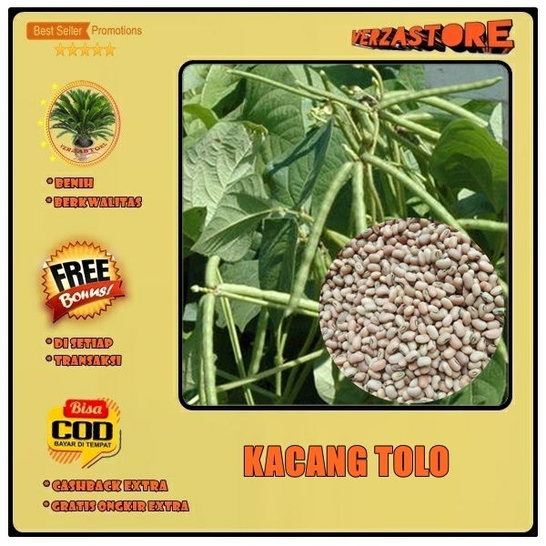 Jual Biji Benih Kacang Tolo Kacang Tunggak Biji Coklat /50 biji | Shopee Indonesia