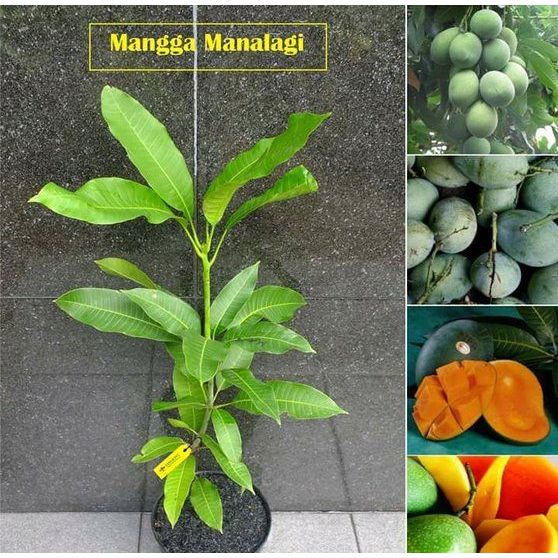 Jual BIBIT MANGGA MANALAGI SUPER MUDAH BERBUAH | Shopee Indonesia