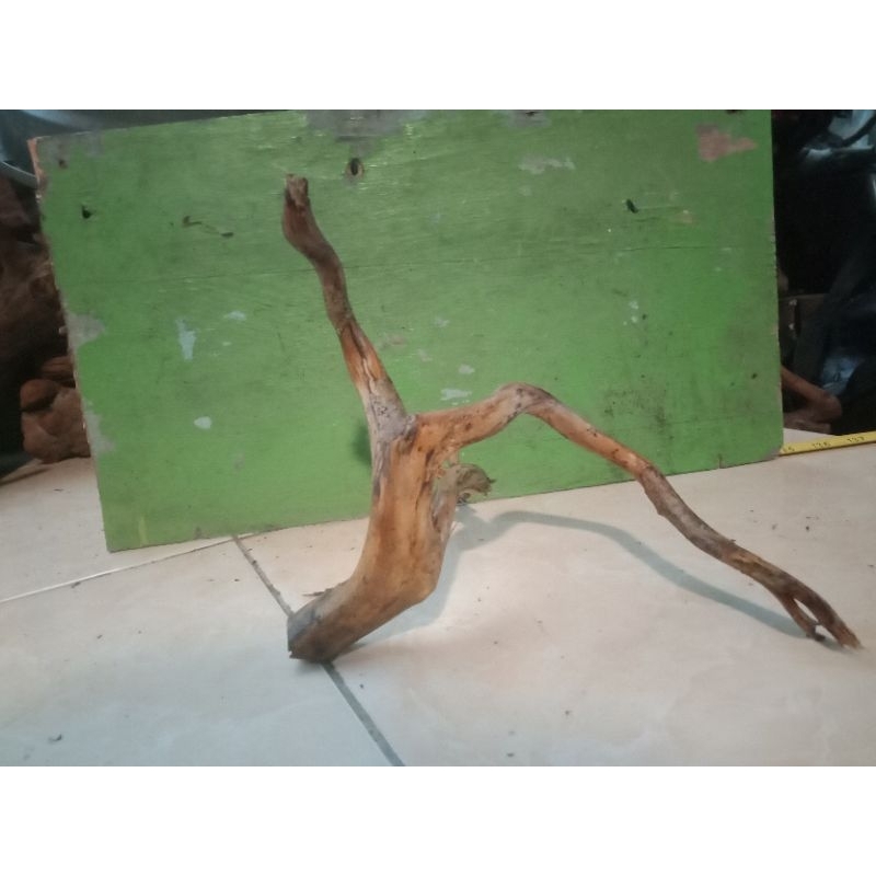 Jual akar rasamala hardcape | Shopee Indonesia