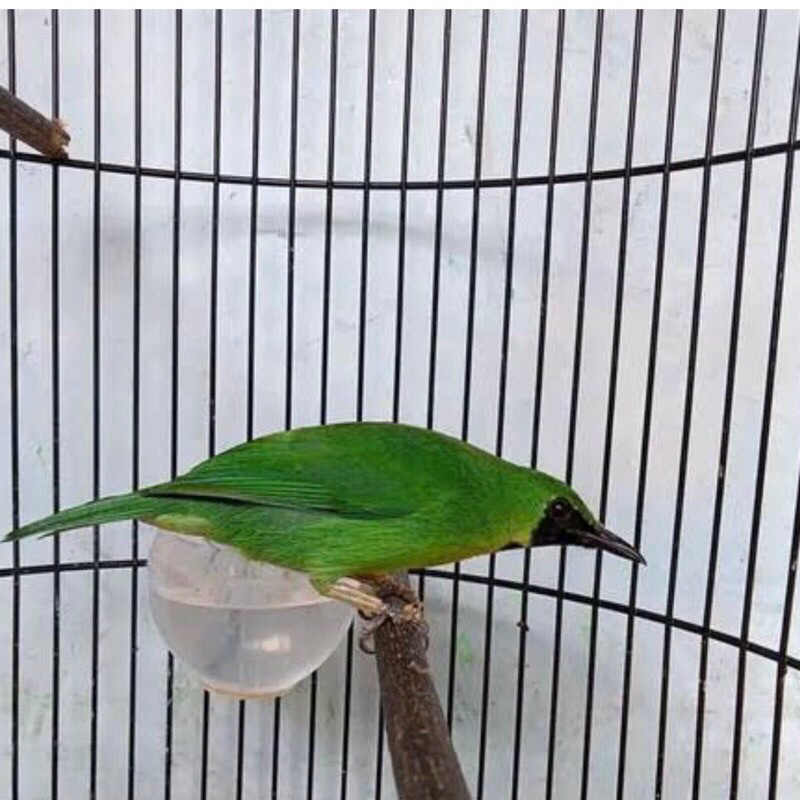 Jual cak Ijo mini pilihan jantan | Shopee Indonesia