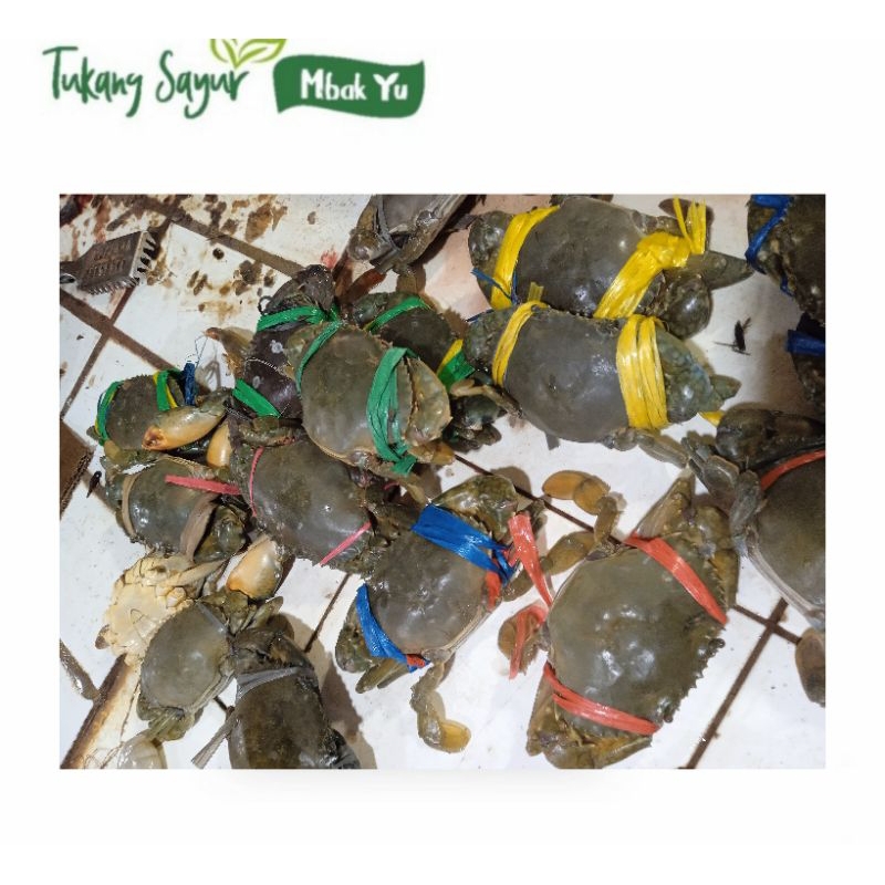 Jual Kepiting segar ukuran sedang 500gr | Shopee Indonesia
