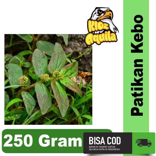 Jual Patikan Kebo Tanaman 250 gram Obat Herbal | Shopee Indonesia