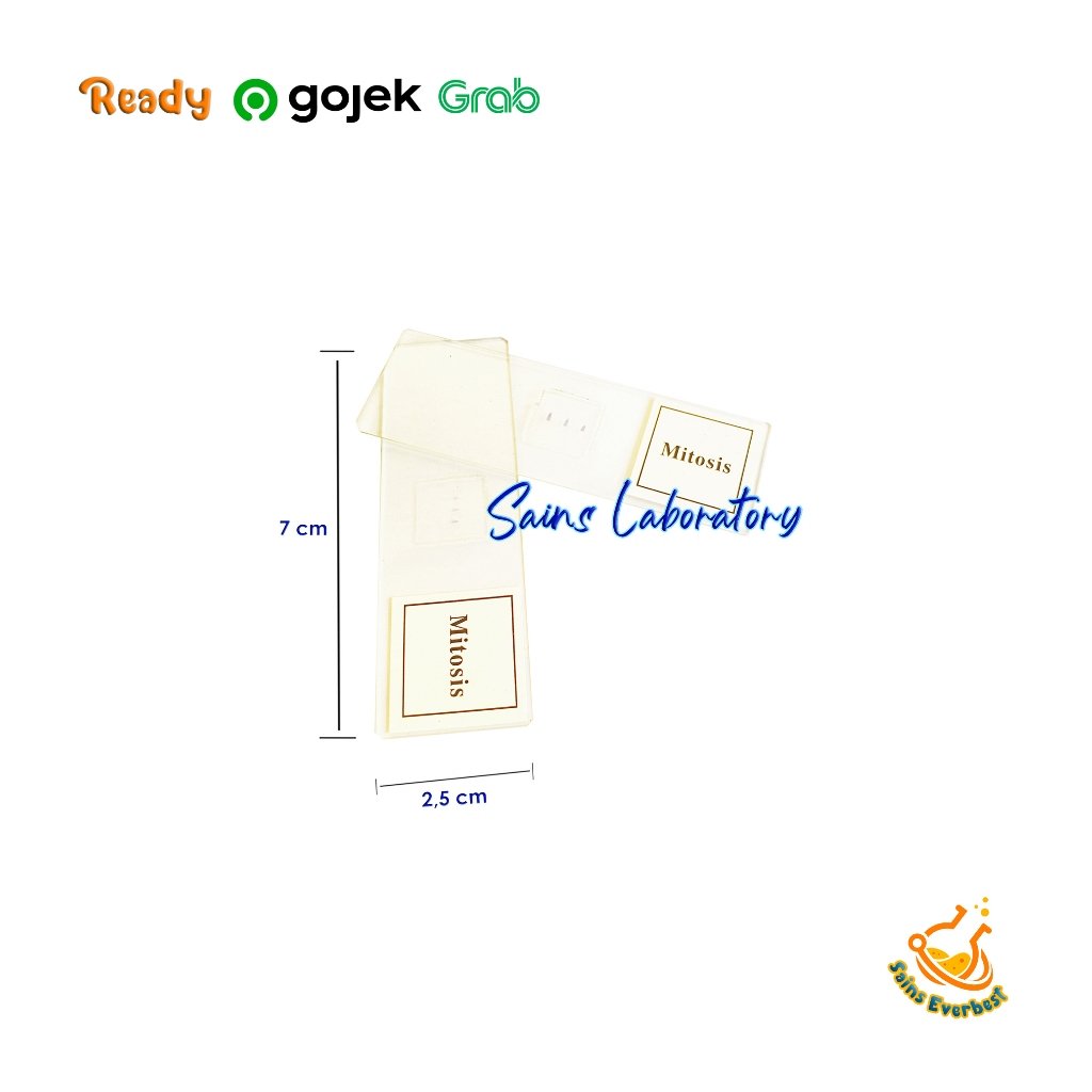 Jual Preparat Mitosis Sel Mitosis Fase Mitosis Ujung Akar Bawang Metode ...